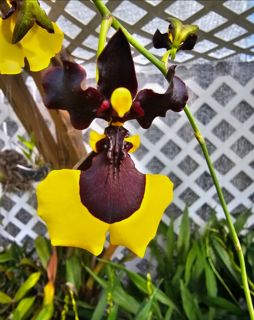 Gomesa Jiaho Queen 'Jia Ho' FCC/AOS. Blooming size miniature oncidium ...